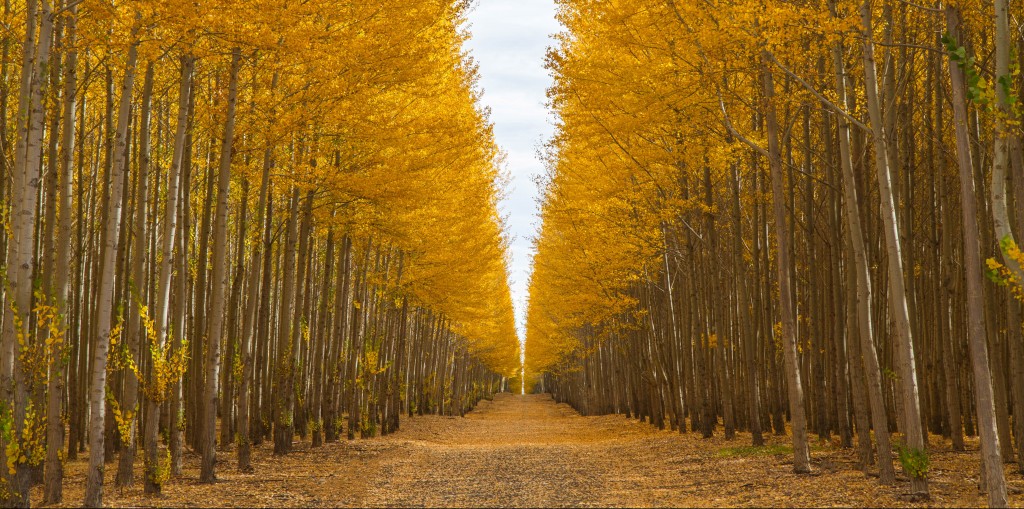 Announcing the #FrameWorthyTrees Contest - Custom Printing and Framing ...