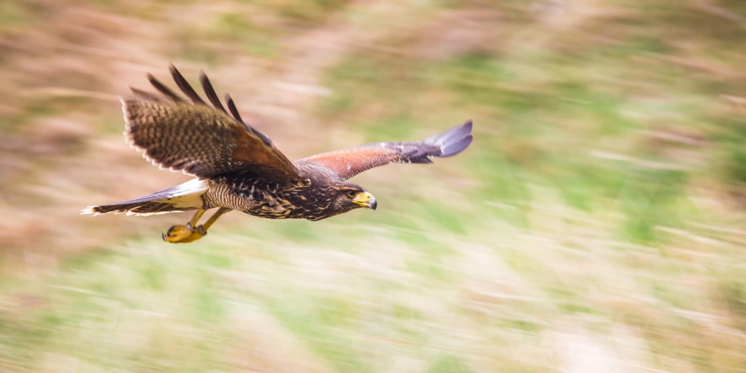 A Guide to Capturing Hunting Photos | Livestock Framing
